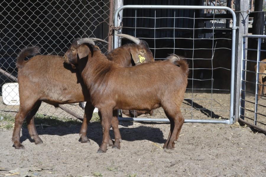 Lot 912 - 2 Goats - Bucks | AuctionsPlus