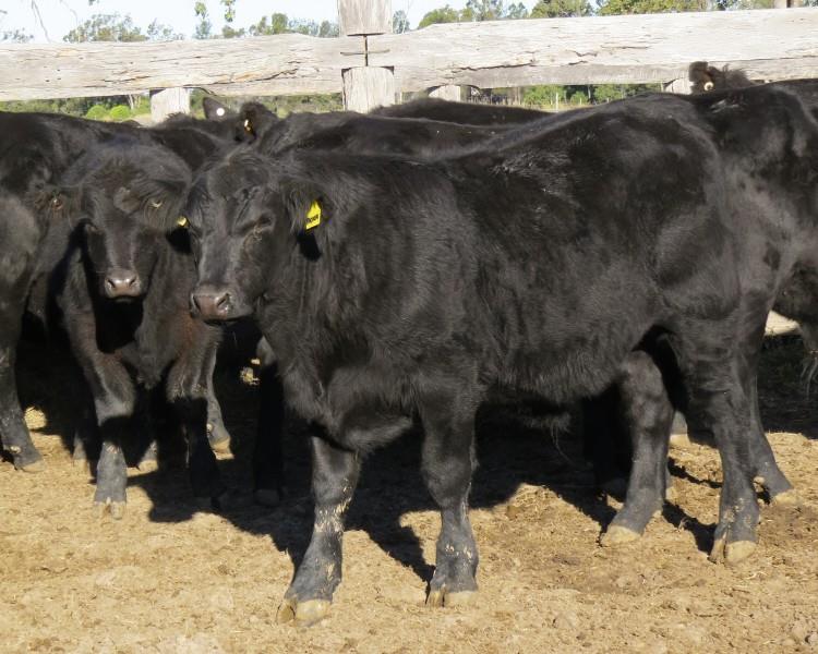 Lot 152 - 18 Unweaned Steers | AuctionsPlus