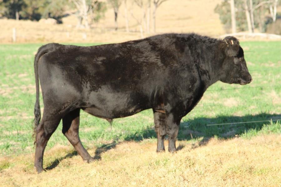 Lot 691 - 1 Stud Bull | AuctionsPlus