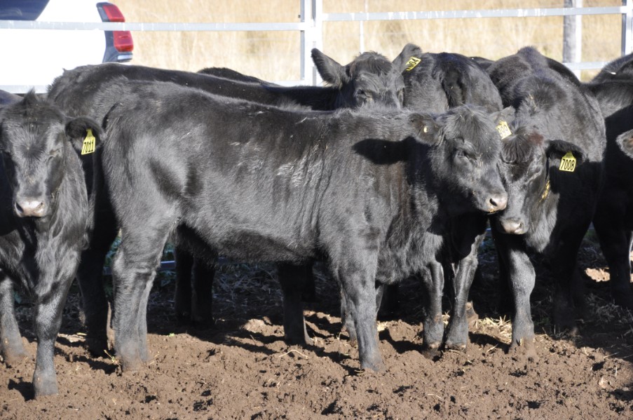Lot 454 - 14 Unweaned Heifers | AuctionsPlus