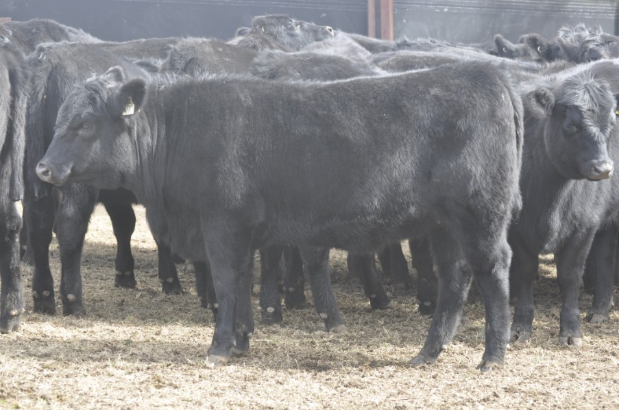Lot 552 - 34 Unweaned Heifers | AuctionsPlus