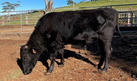 Lot 1 - 1 Stud Bull | AuctionsPlus