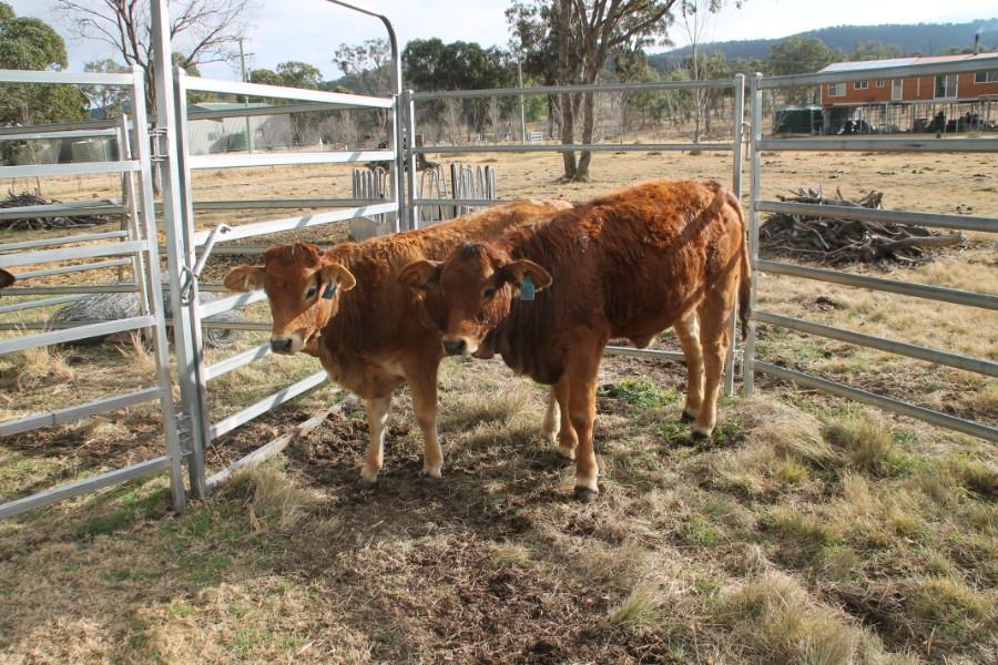 Lot 548 - 2 Unweaned Heifers | AuctionsPlus