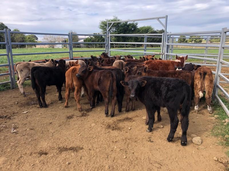 Lot 714 - 38 Cows & 38 Calves | AuctionsPlus