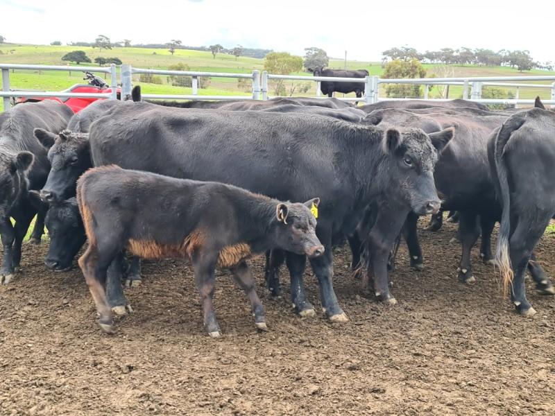 Lot 808 - 14 Cows & 15 Calves | AuctionsPlus