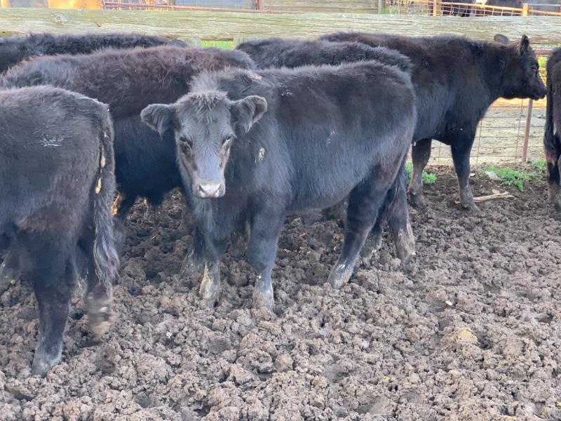 Lot 592 - 17 Unweaned Steers | AuctionsPlus