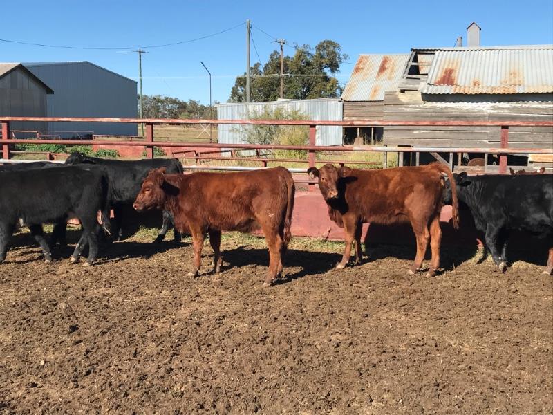 Lot 457 - 11 Unweaned Heifers | AuctionsPlus