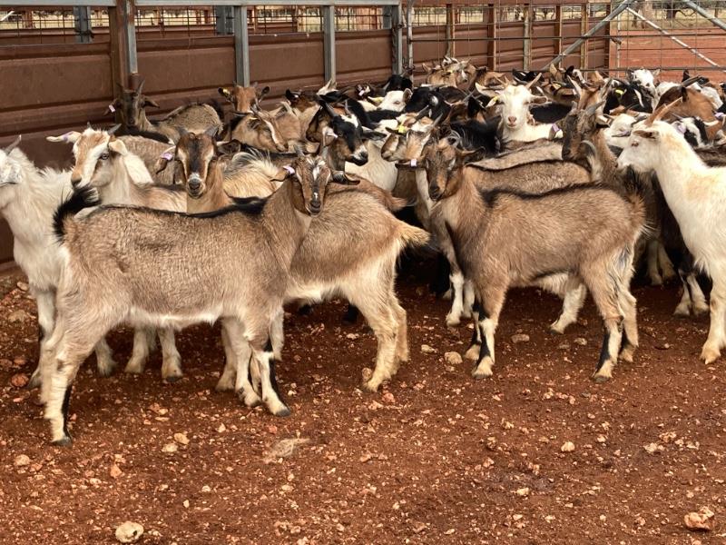 Lot 108 - 275 Goats - Does | AuctionsPlus