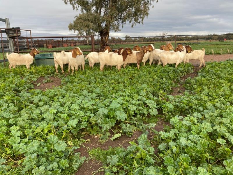 Lot 354 - 18 Goats - Does | AuctionsPlus