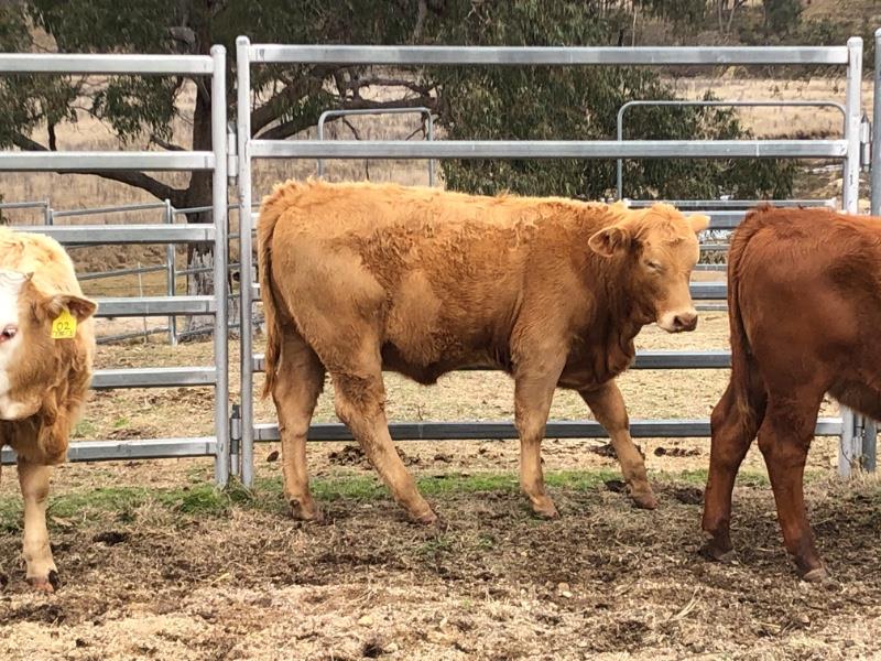 Lot 828 - 7 Unweaned Heifers | AuctionsPlus