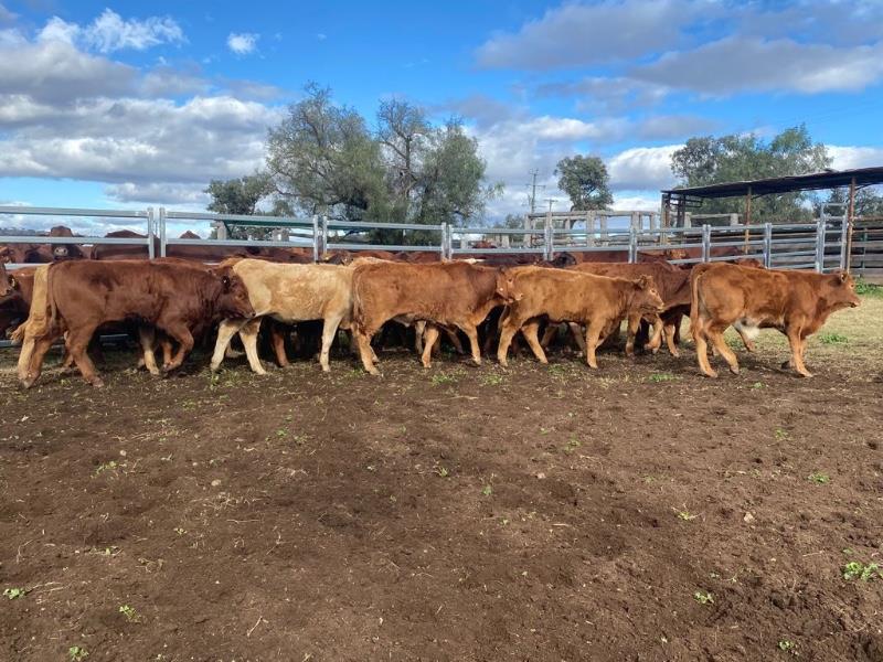 Lot 816 - 35 Unweaned Heifers | AuctionsPlus