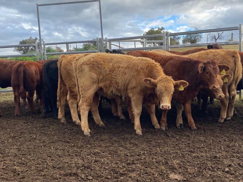 Lot 814 - 27 Unweaned Heifers | AuctionsPlus
