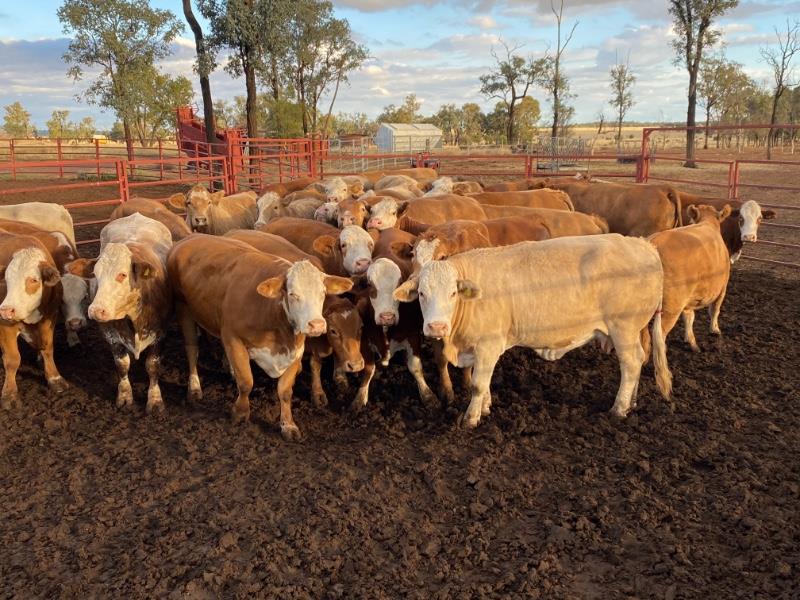 Lot 115 - 39 PTIC Cows | AuctionsPlus