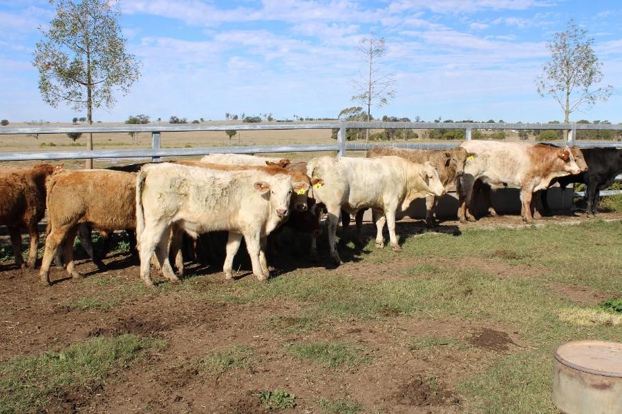 Lot 670 - 18 Unweaned Steers | AuctionsPlus