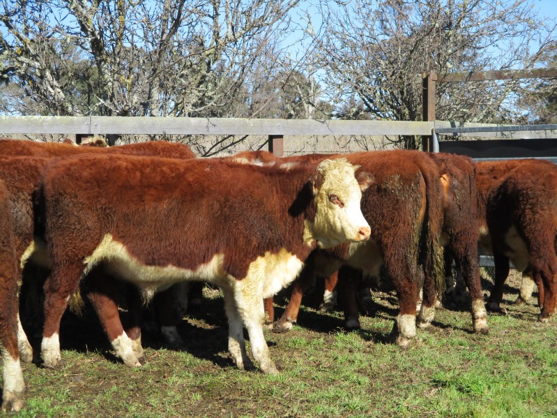 Lot 788 - 38 Yearling Steers | AuctionsPlus