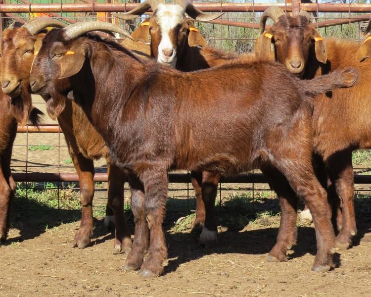 Lot 327 - 8 Goats - Bucks | AuctionsPlus