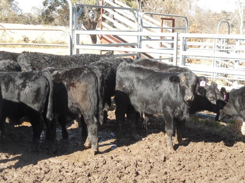 Lot 781 - 19 Unweaned Steers | AuctionsPlus