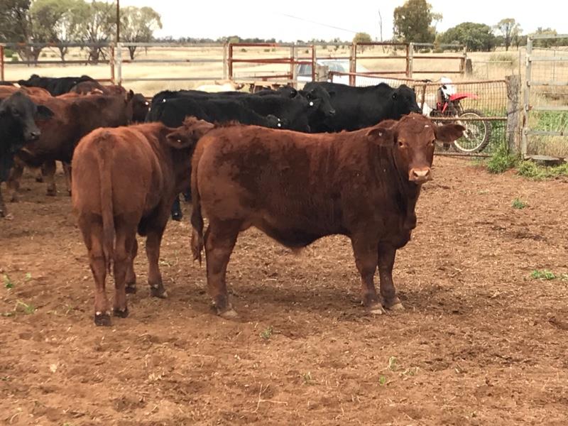 Lot 763 - 30 Unweaned Steers | AuctionsPlus
