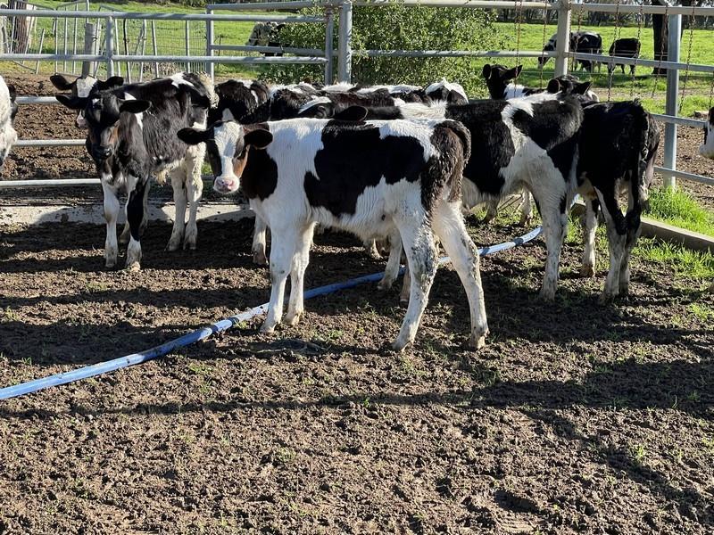 Lot 933 - 14 Bull Calves | AuctionsPlus