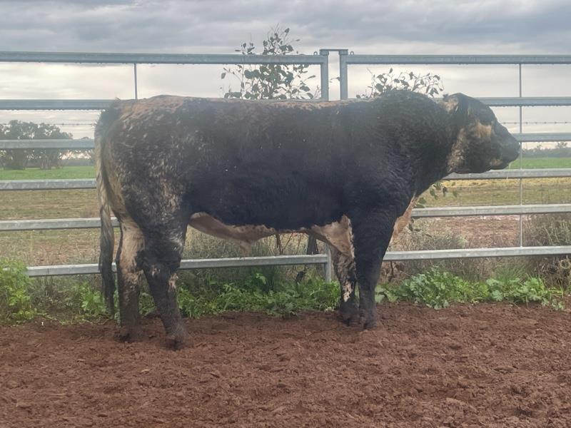 Lot 210 - 1 Stud Bull | AuctionsPlus