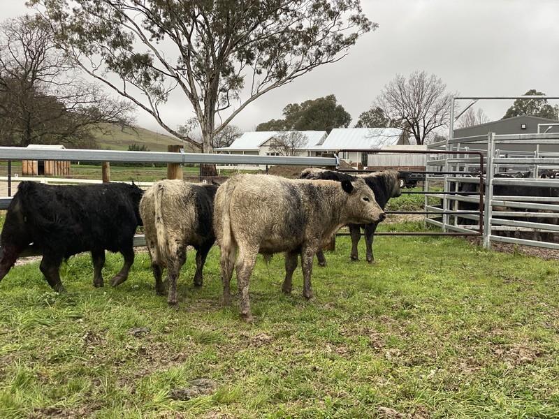 Lot 945 - 7 Unweaned Steers | AuctionsPlus