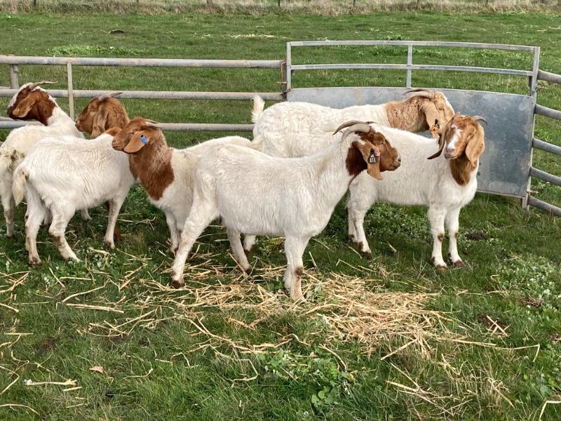 Lot 309 - 12 Goats - Does | AuctionsPlus