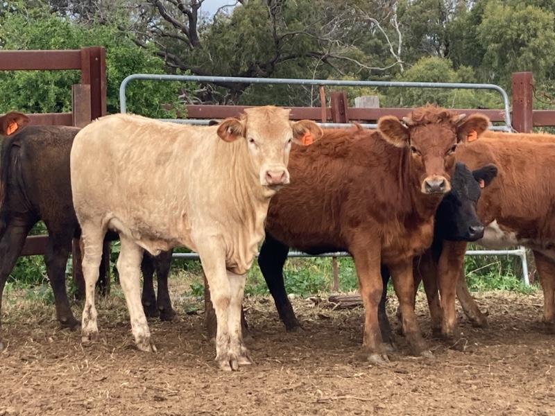 Lot 854 - 18 Unweaned Heifers | AuctionsPlus