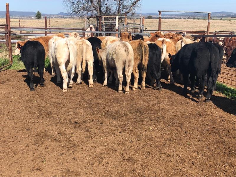 Lot 813 - 26 Unweaned Steers | AuctionsPlus