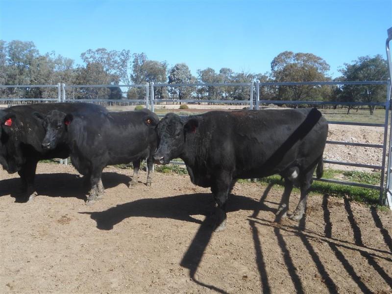 Lot 274 - 7 Cows & 7 Calves | AuctionsPlus