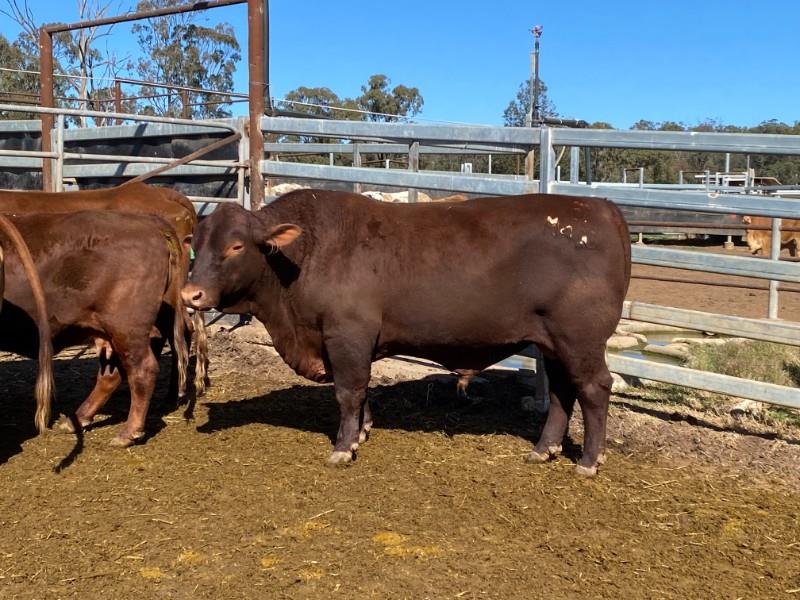 Lot 527 - 1 Herd Bull | AuctionsPlus