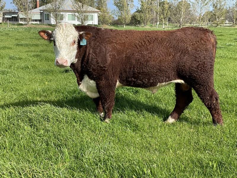 Lot 628 - 1 Stud Bull | AuctionsPlus