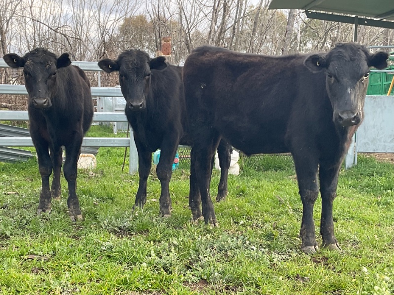 Lot 584 - 3 Yearling Steers | AuctionsPlus