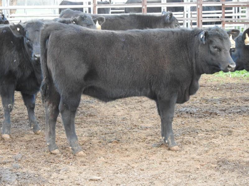 Lot 312 - 14 Unweaned Heifers | AuctionsPlus