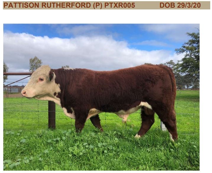 Lot 14 - 1 Stud Bull | AuctionsPlus