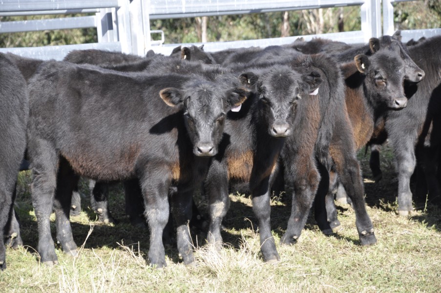 Lot 209 - 26 Unweaned Steers | AuctionsPlus