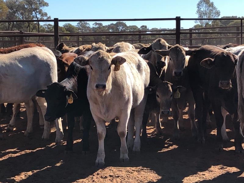 Lot 309 - 40 Unweaned Heifers | AuctionsPlus