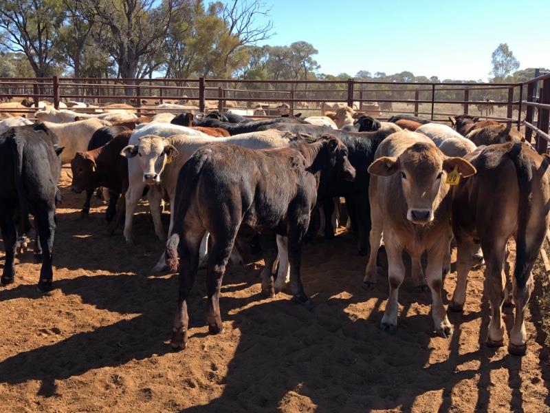 Lot 308 - 35 Unweaned Steers | AuctionsPlus