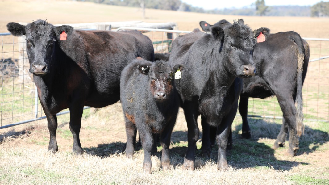 Lot 789 - 4 Station Mated Cows & 4 Calves | AuctionsPlus