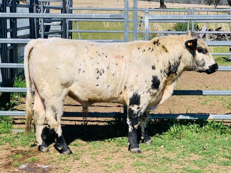 Lot 725 - 1 Stud Bull | AuctionsPlus