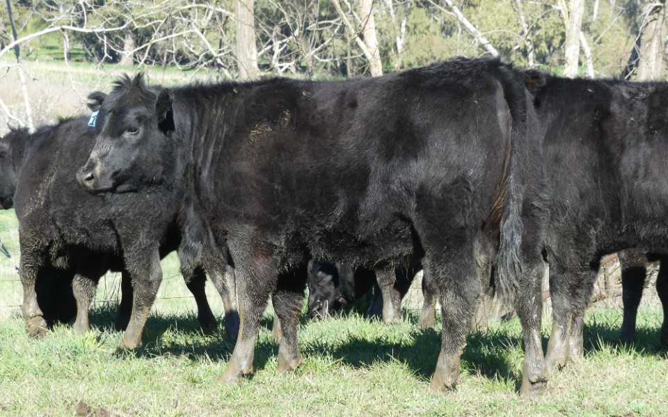 Lot 566 - 20 Unweaned Heifers | AuctionsPlus
