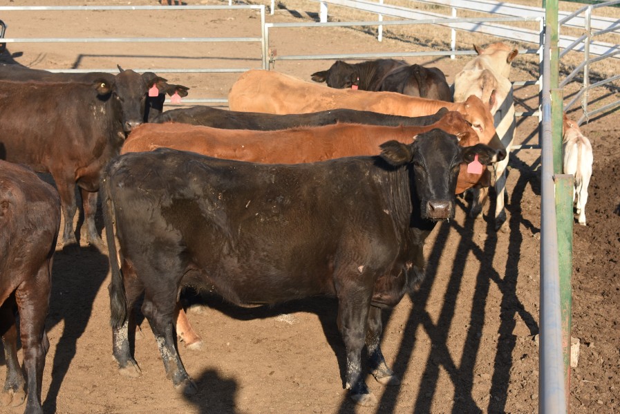 Lot 125 - 22 Cows & 22 Calves | AuctionsPlus