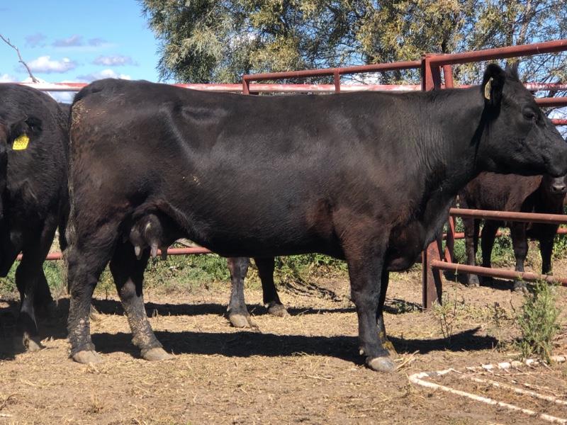 Lot 137 - 69 Station Mated Cows & 69 Calves | AuctionsPlus