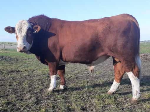 Lot 40 - 1 Stud Bull | AuctionsPlus