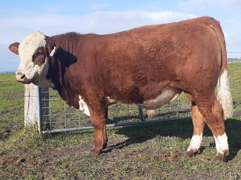 Lot 41 - 1 Stud Bull | AuctionsPlus
