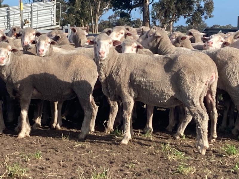 Pen 50 - 100 Ewes | AuctionsPlus