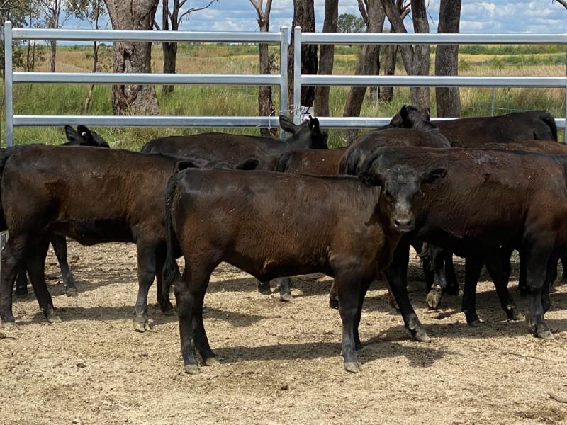 Lot 692 - 13 Unweaned Heifers | AuctionsPlus