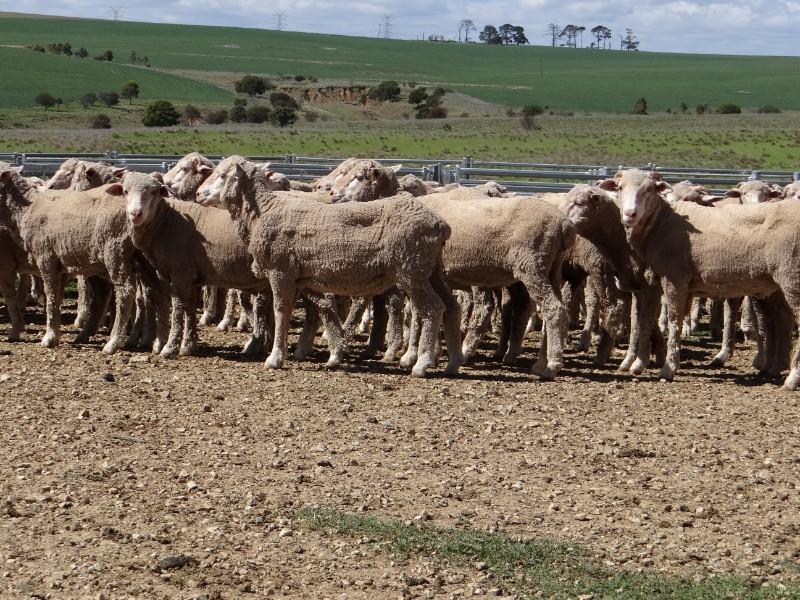 Lot 458 - 610 Wethers | AuctionsPlus