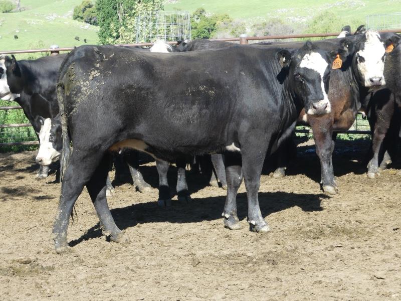 Lot 249 - 15 PTIC Cows | AuctionsPlus