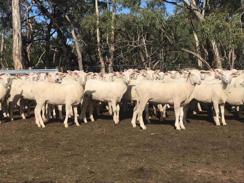 Lot 565 - 468 Future Breeder Ewe Lambs | AuctionsPlus