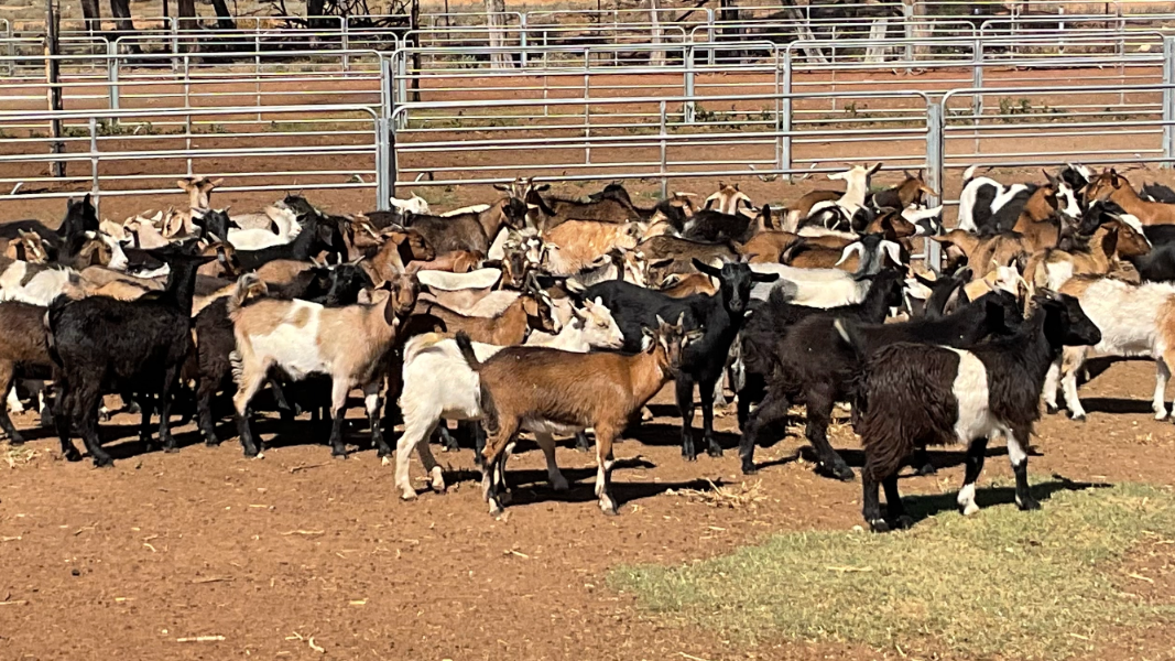 Lot 373 - 500 Goats - Does | AuctionsPlus
